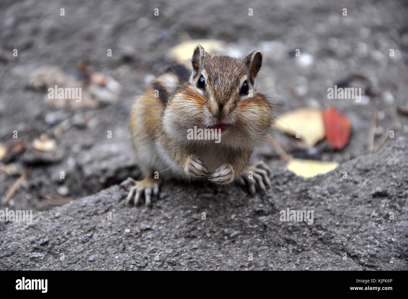 Portrait of a surprised chipmunk sitting on a rock eating Stock Photo - Alamy
