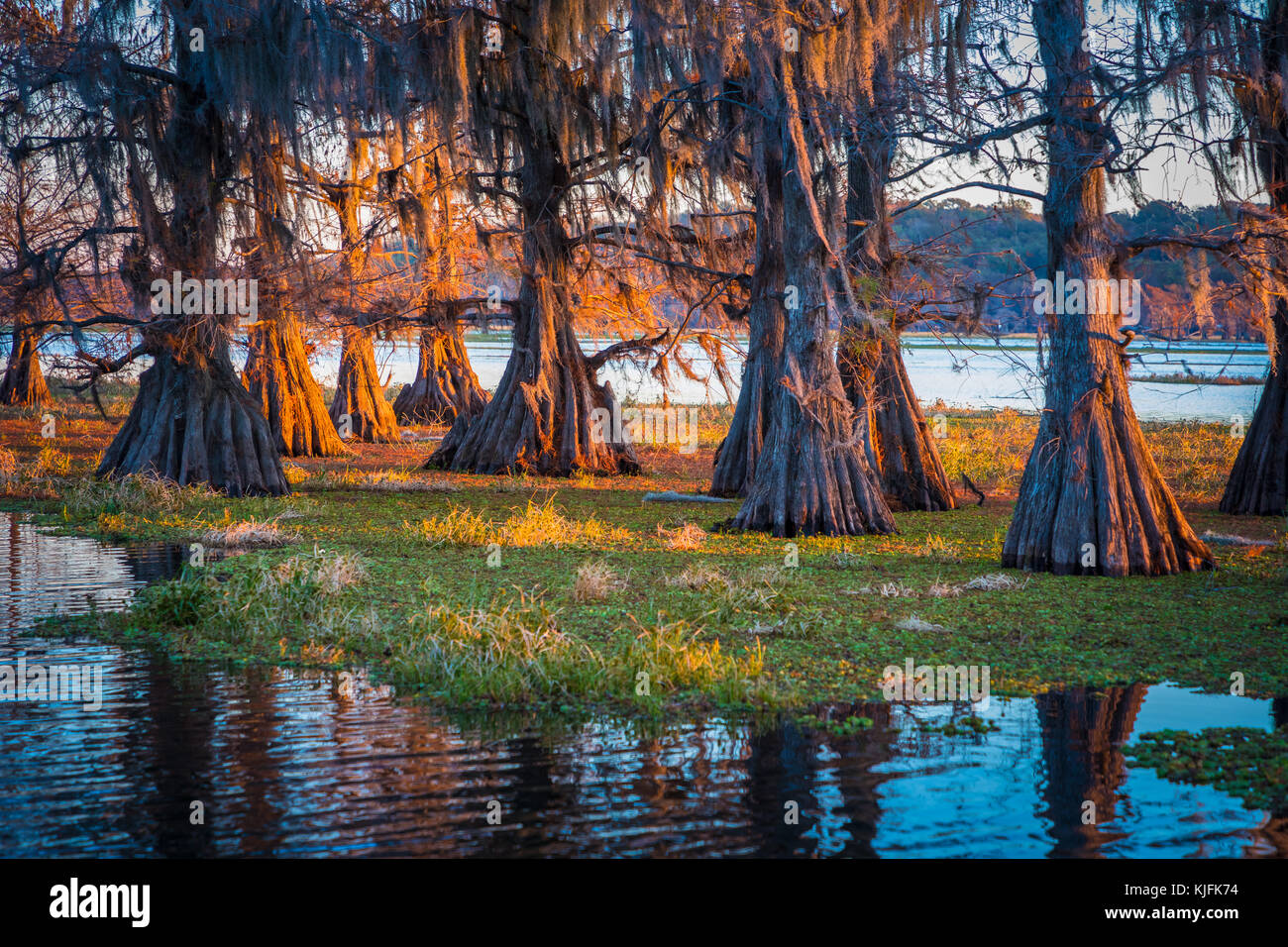 Caddo Lake Spanish Moss High Resolution Stock Photography and Images ...