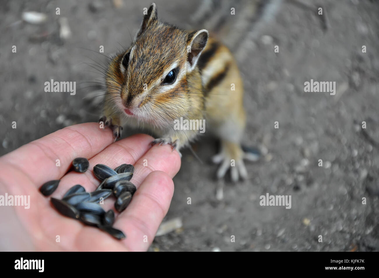 Mammals and seeds hi-res stock photography and images - Alamy