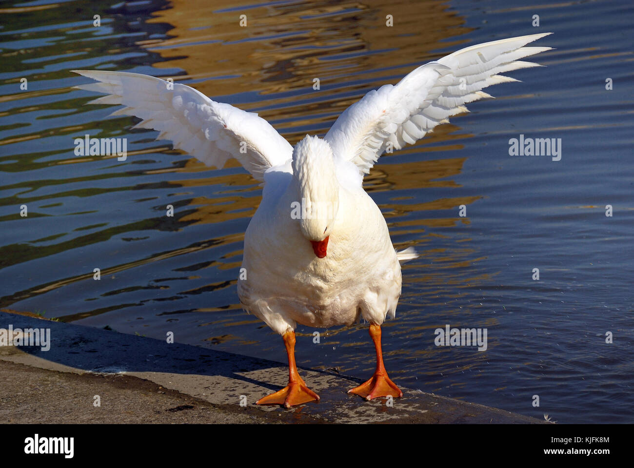 Geese as guards hi-res stock photography and images - Alamy