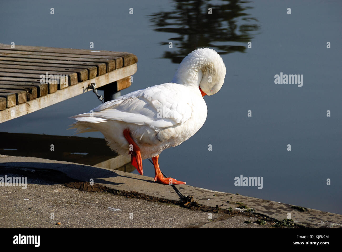 Geese as guards hi-res stock photography and images - Alamy