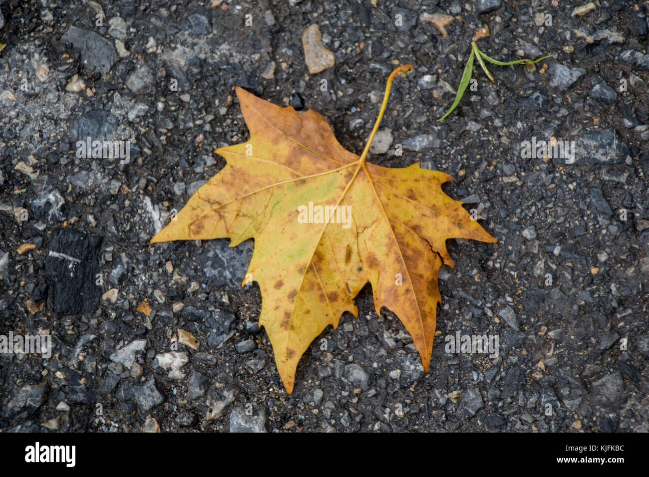 Dry tree leaf as an Autumn background Stock Photo - Alamy
