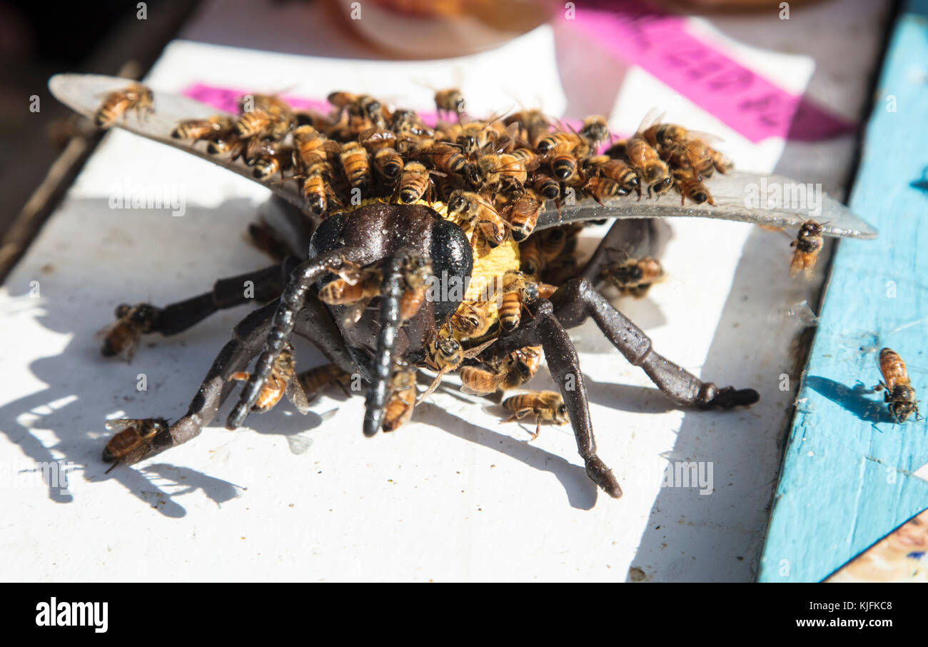 Bee model hi-res stock photography and images - Alamy