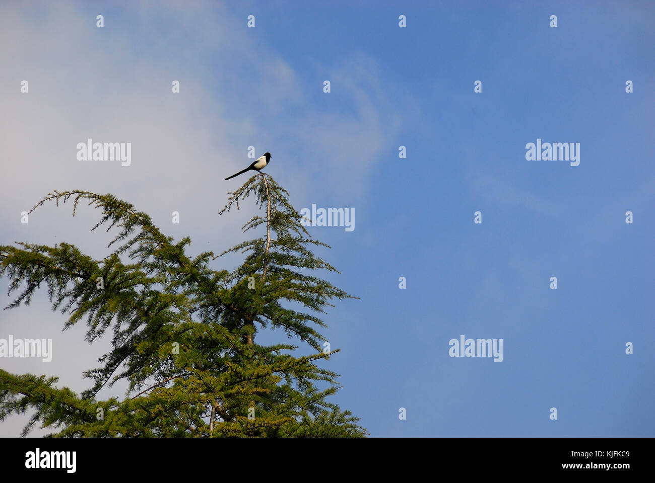 A common magpie on a tree-top Stock Photo - Alamy