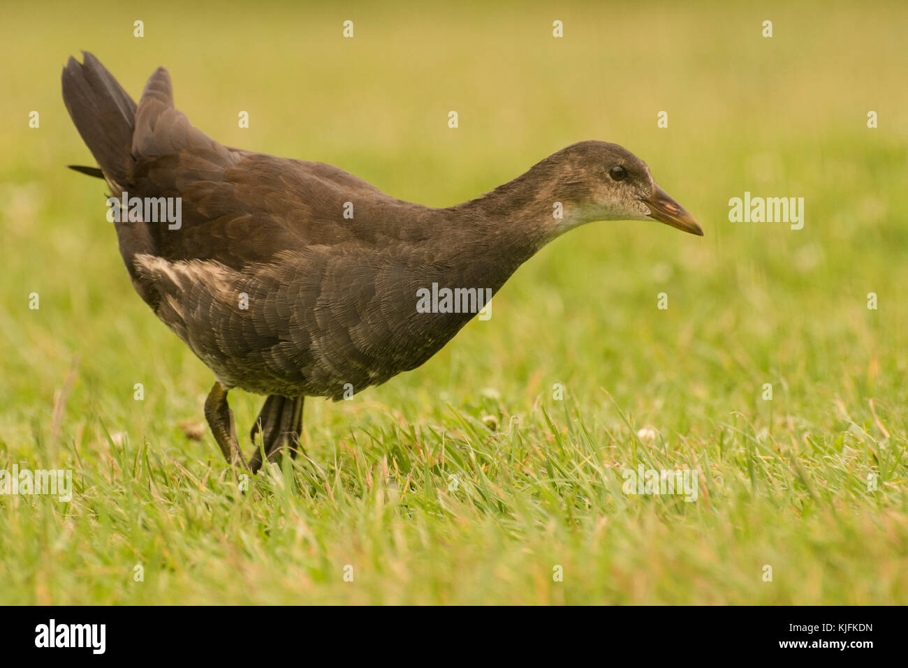 Female Moorhen