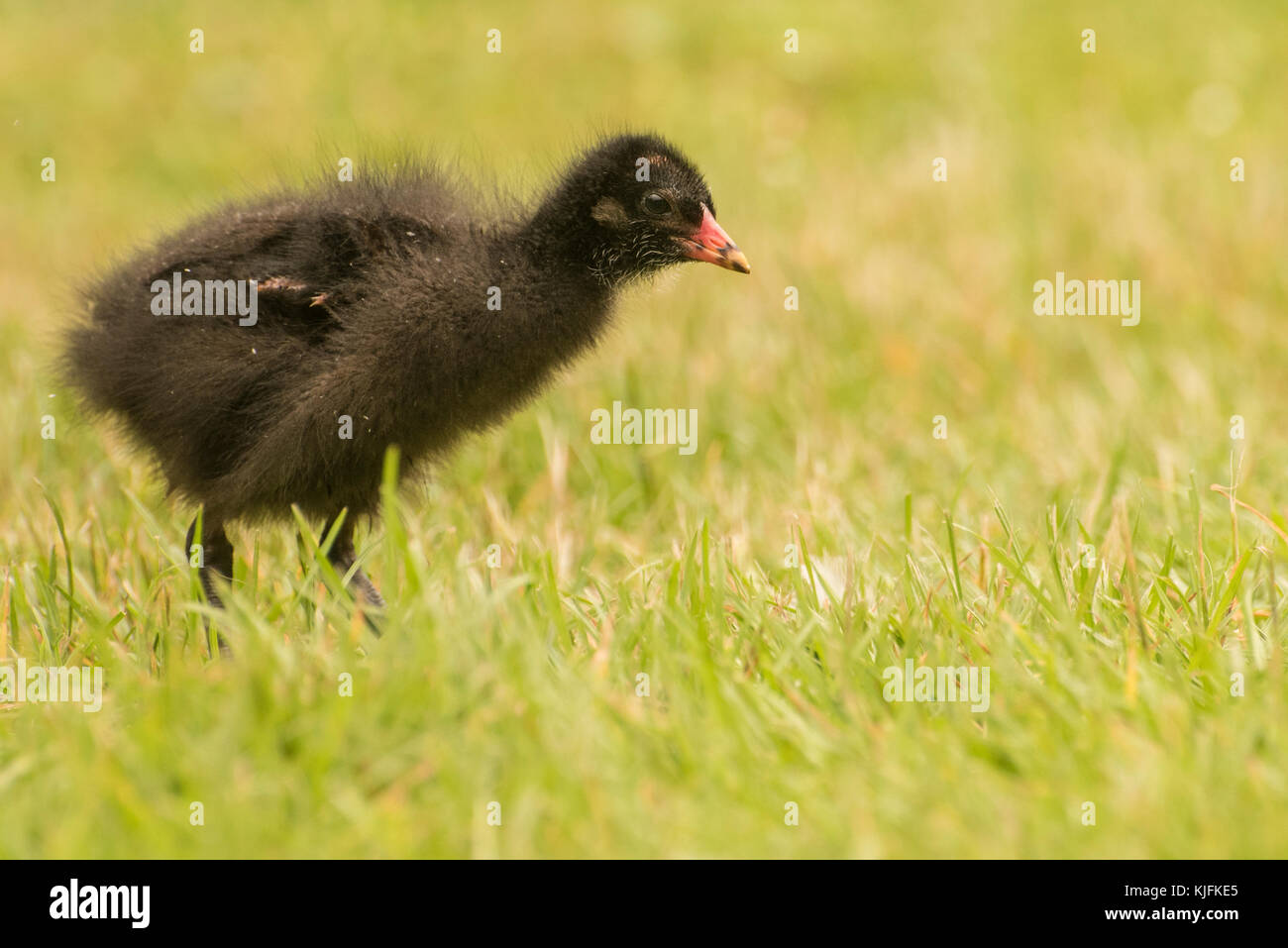Baby moorhen hi-res stock photography and images - Alamy