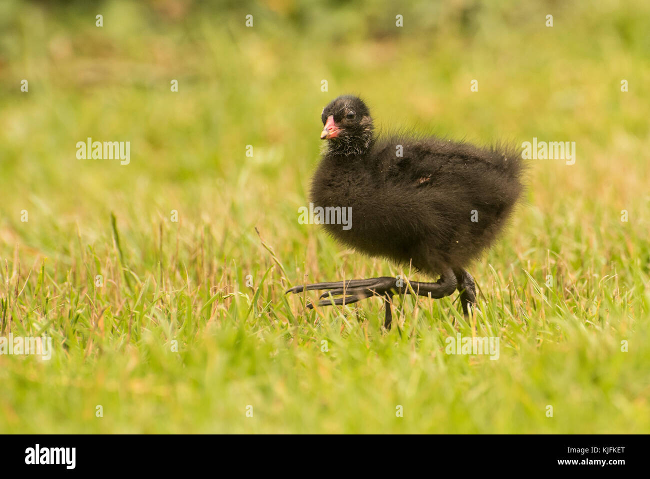 Juvenile common moorhen gallinula chloropus hi-res stock photography ...