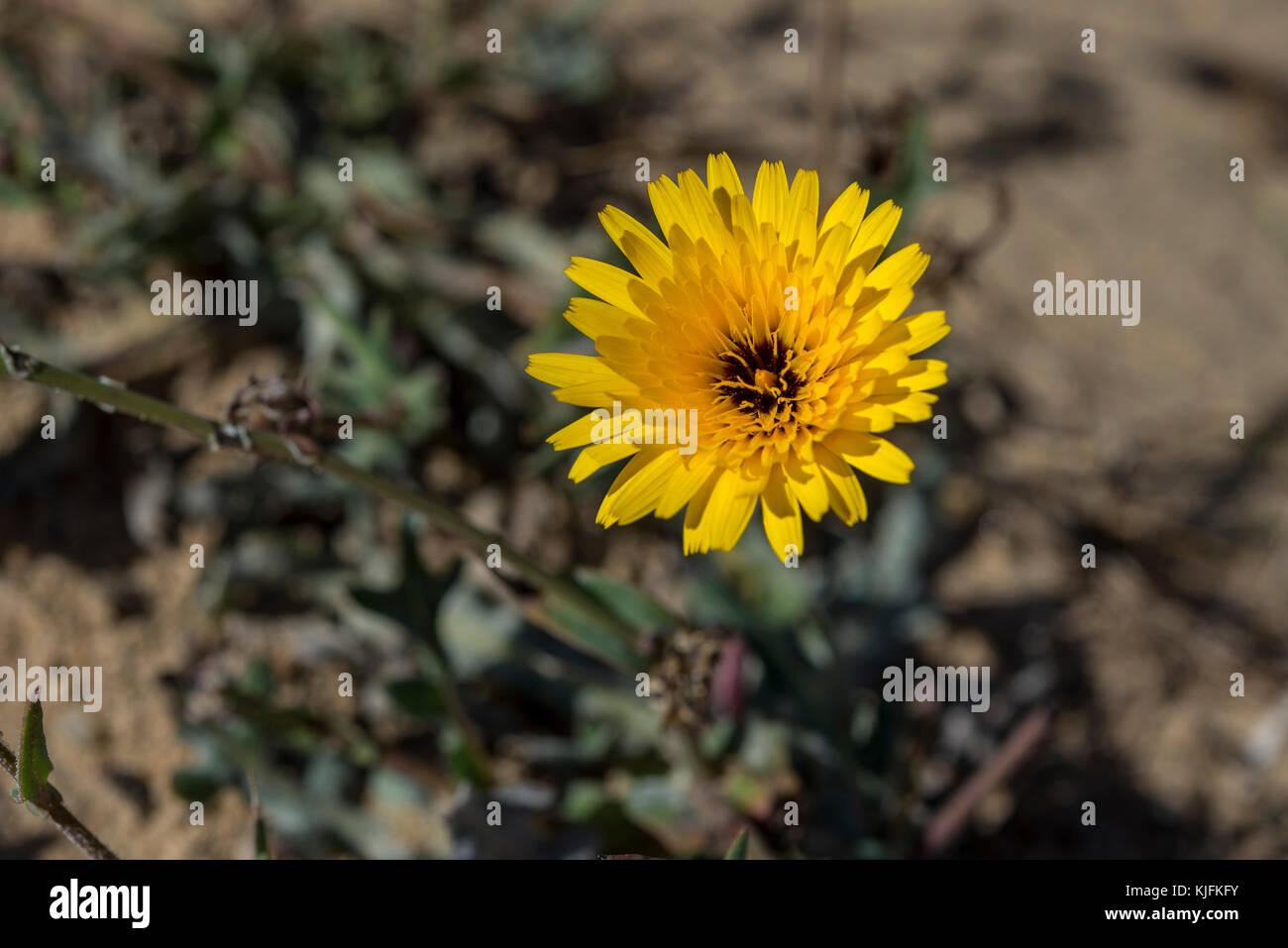 Flowers of False Sow-thistle, Reichardia tingitana. It is a biennial or ...
