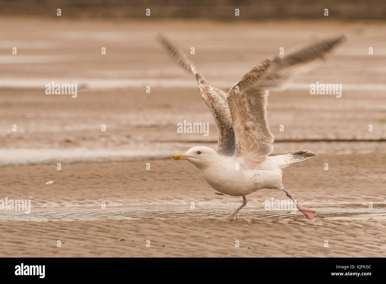 English coastline bird hi-res stock photography and images - Alamy