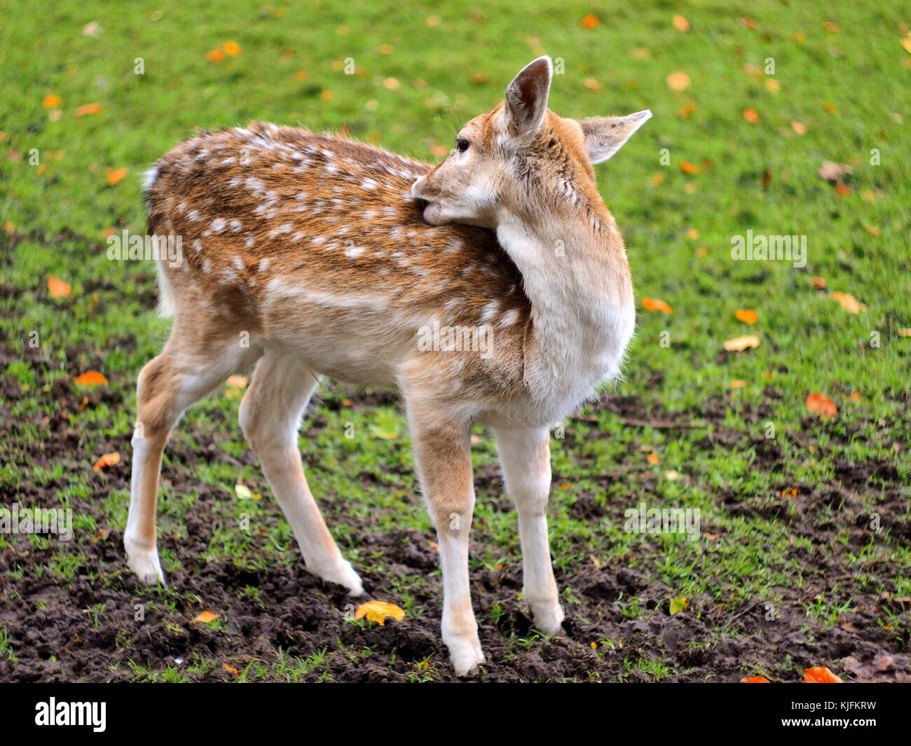 View of a young deer biting its back at the deer camp in Rotterdam, the ...