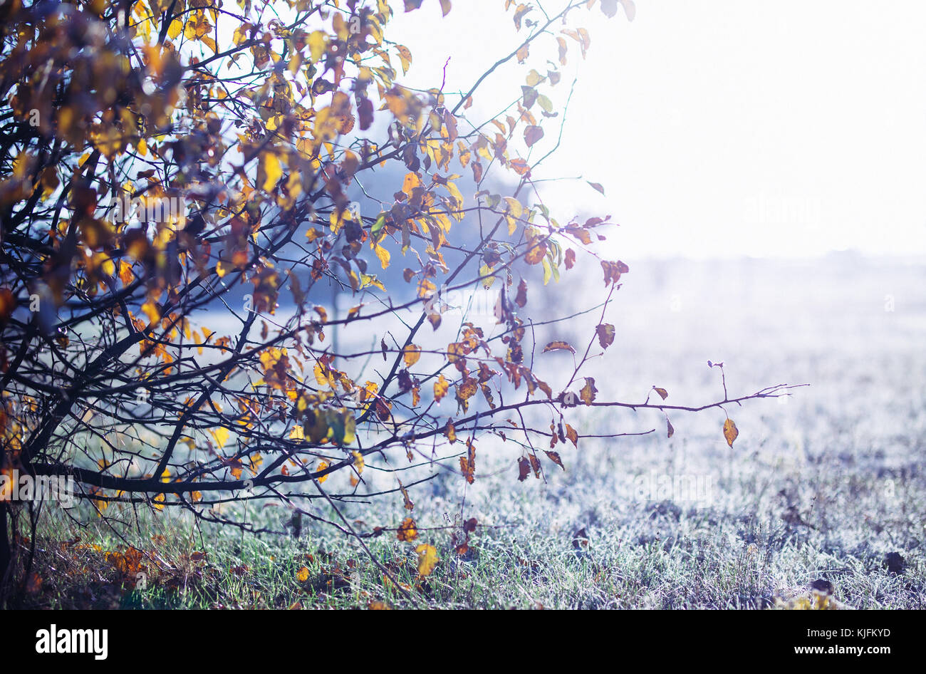 Close up photo of tree branches in autumn morning Stock Photo - Alamy