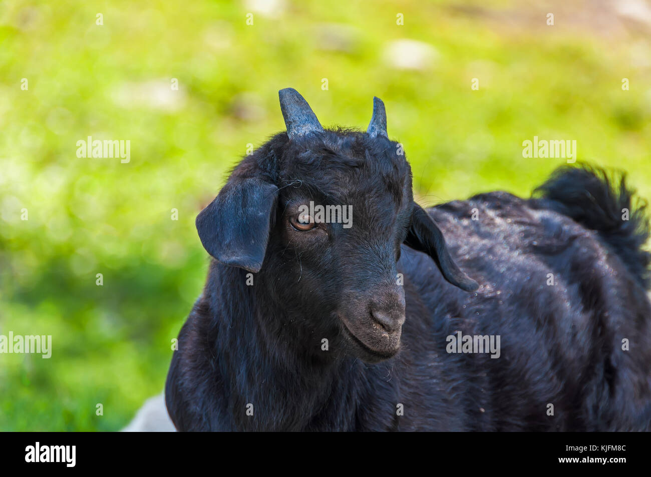 Black little goat grazing on a meadow in the mountains Stock Photo - Alamy