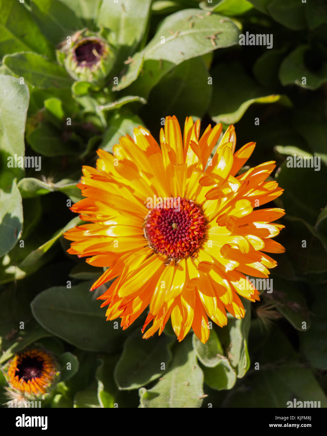 Beautiful fresh flowers as a background Stock Photo - Alamy