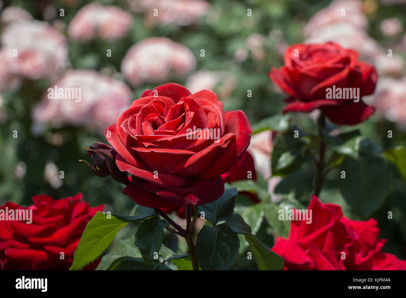 Blooming beautiful colorful roses in the garden background Stock Photo ...