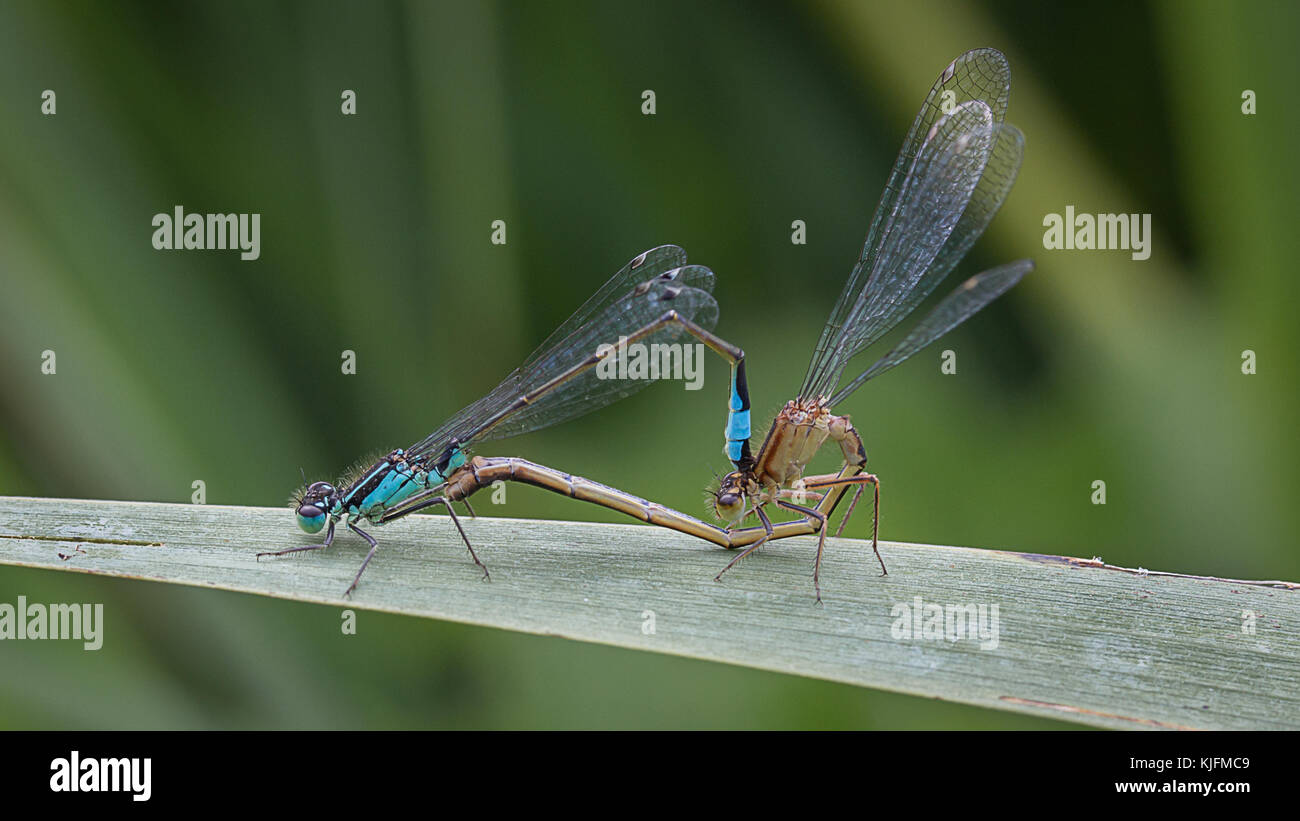 A close up photograph of a pair of damsel flies mating on a blade of ...