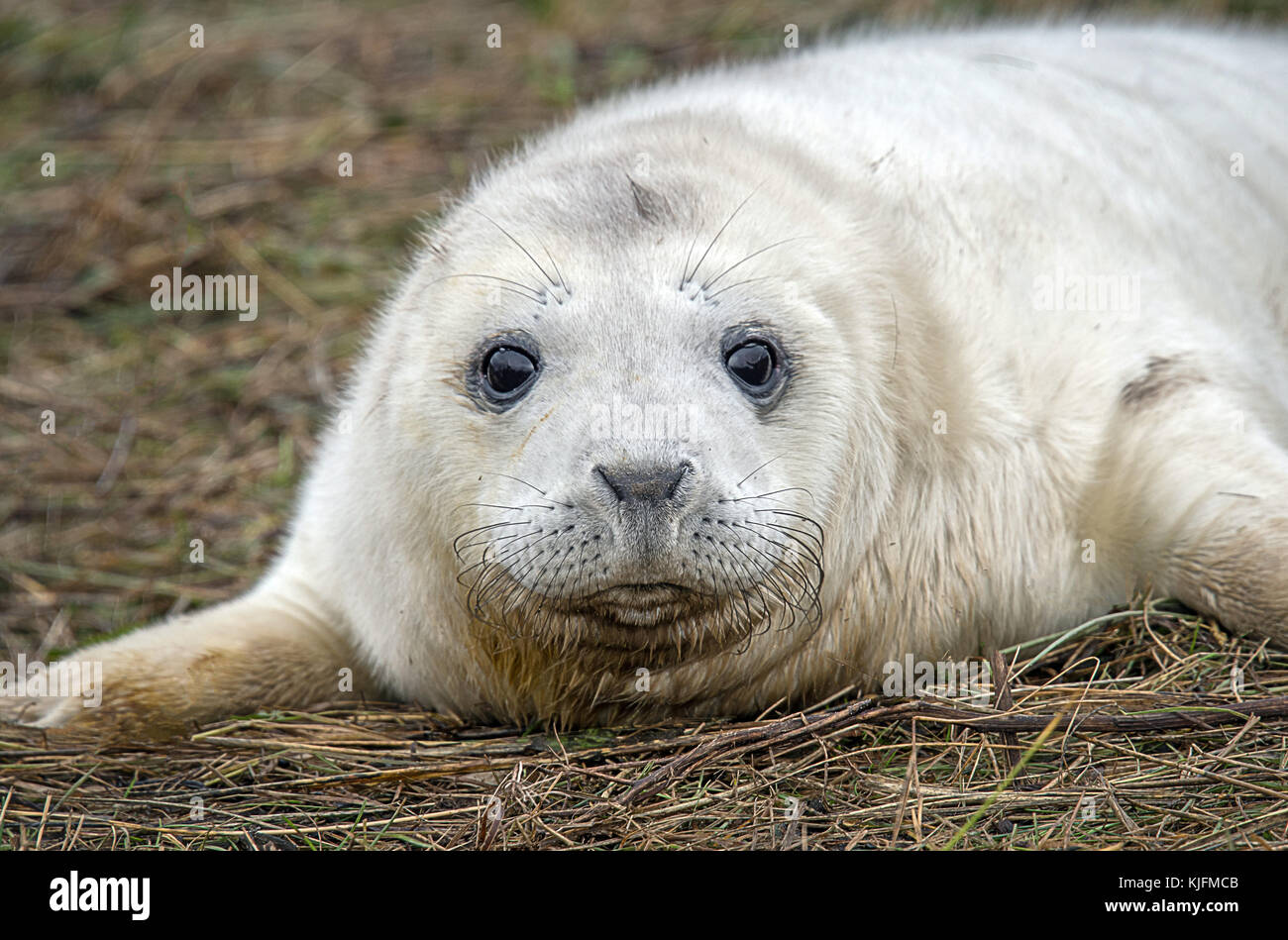 Smiling Seal Penguins