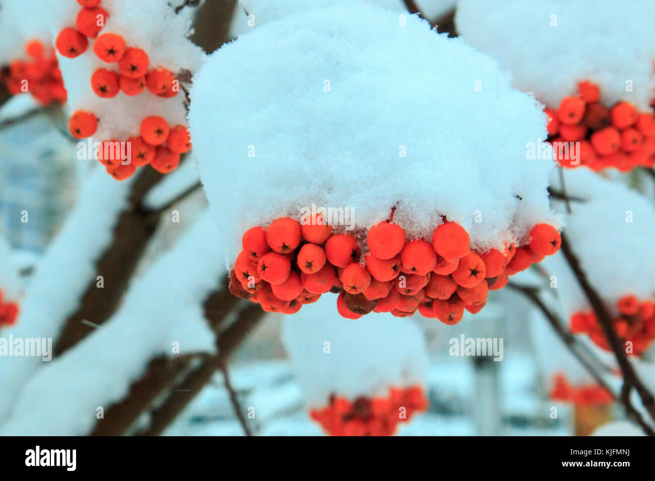 Orange bunch of mountain ash covered with a snow cap Stock Photo - Alamy