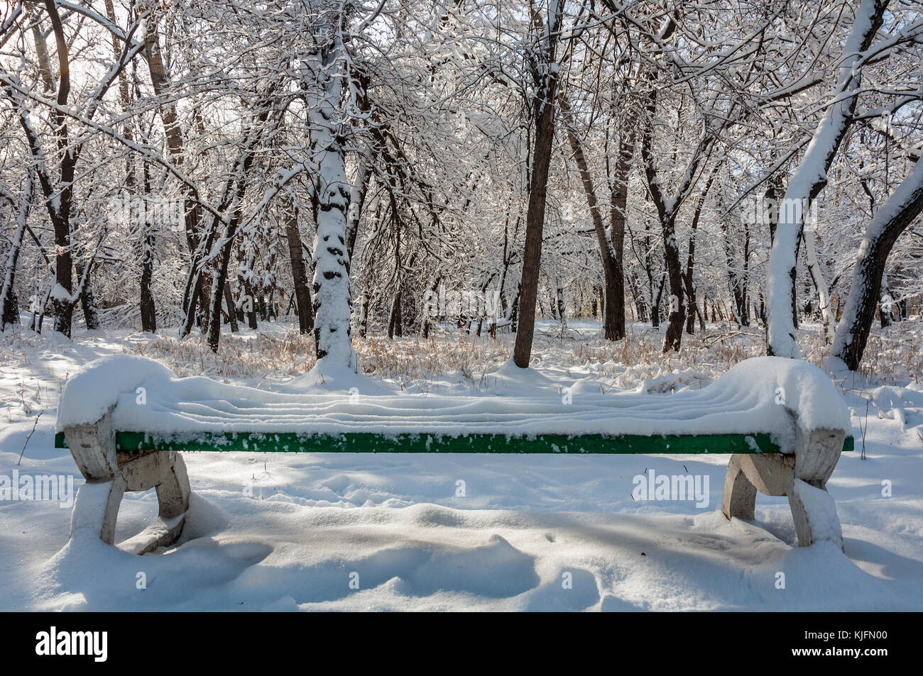 First snow on the bench and the branches of trees in the park sunny day ...