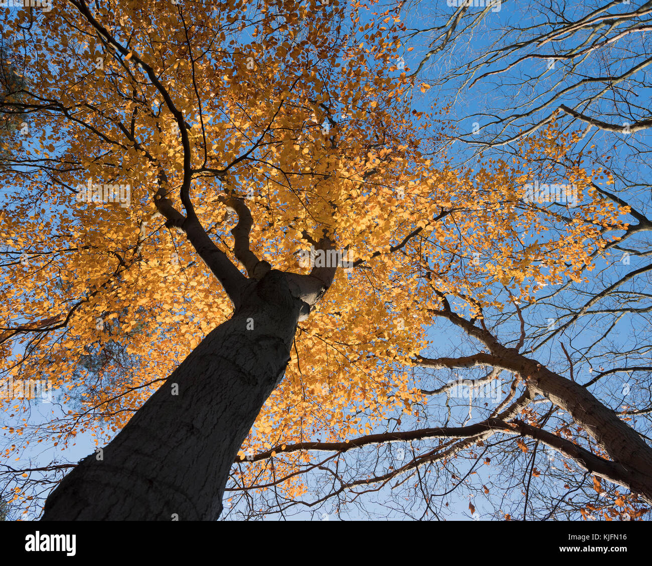 yellow beech leaves and blue sky in the fall Stock Photo - Alamy