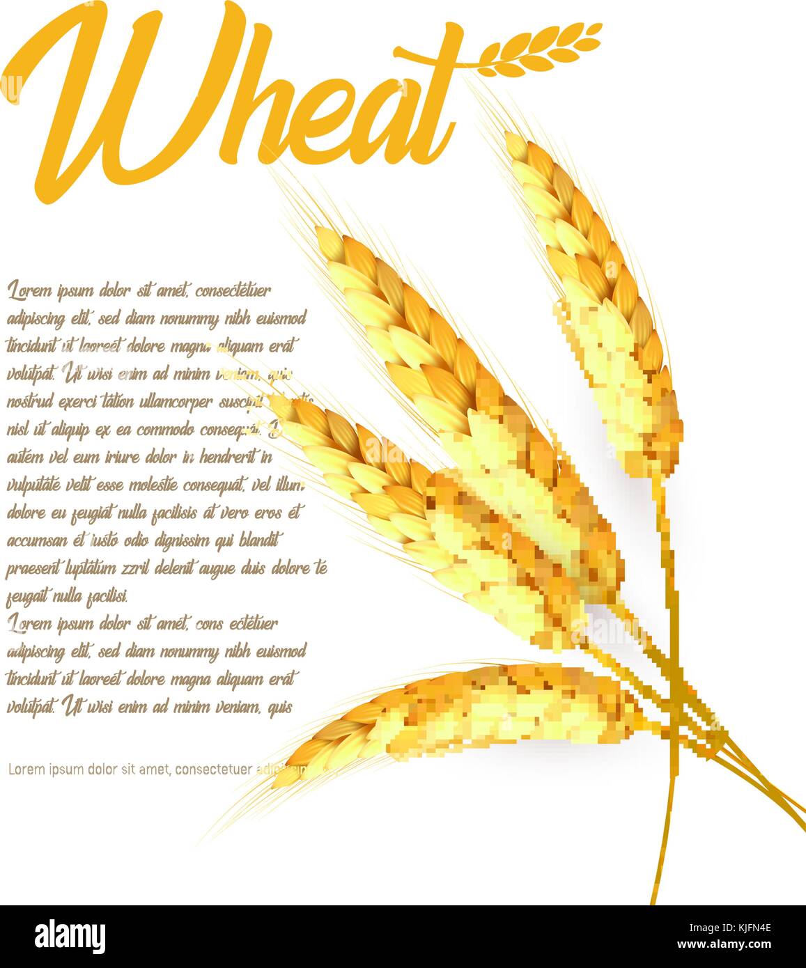 Grain wheat, barley, oat, rice, cob bright. Agriculture golden color ...
