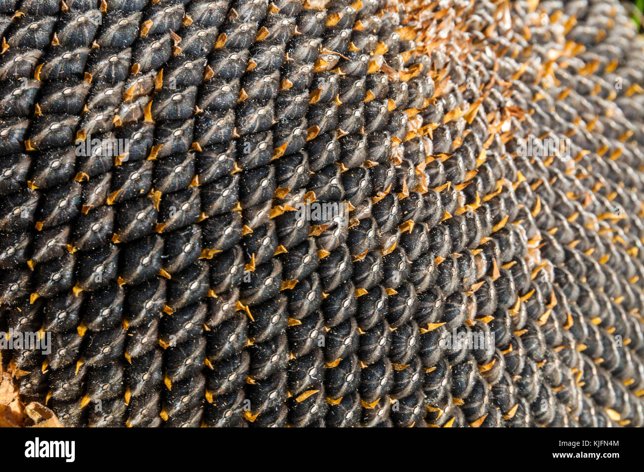 Abstract natural background of black sunflower seeds Stock Photo - Alamy