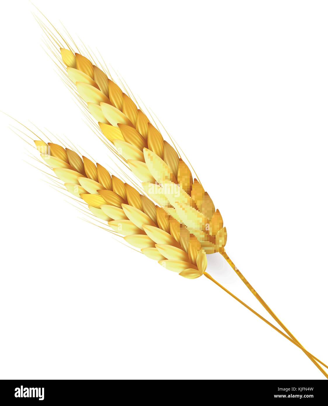 Grain wheat, barley, oat, rice, cob bright. Agriculture golden color ...