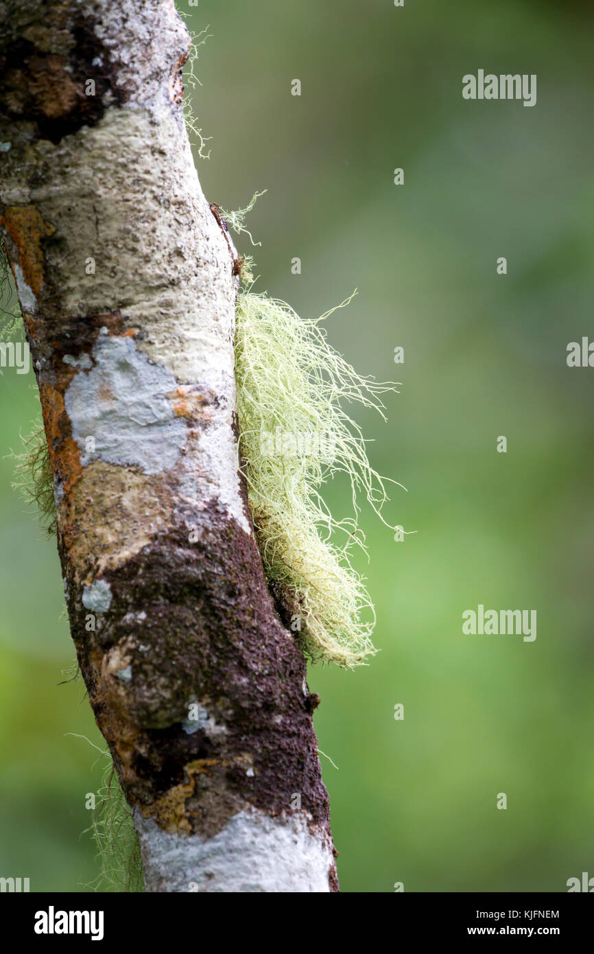 Lichen growing on a tree trunk in the Black River Gorges National Park ...