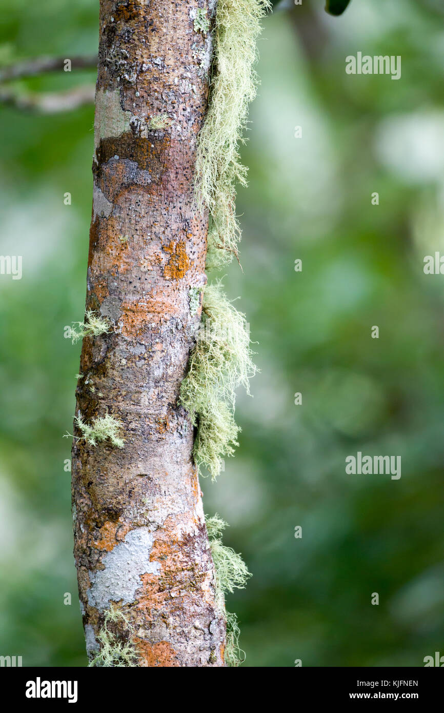 Mauritius tree hi-res stock photography and images - Alamy