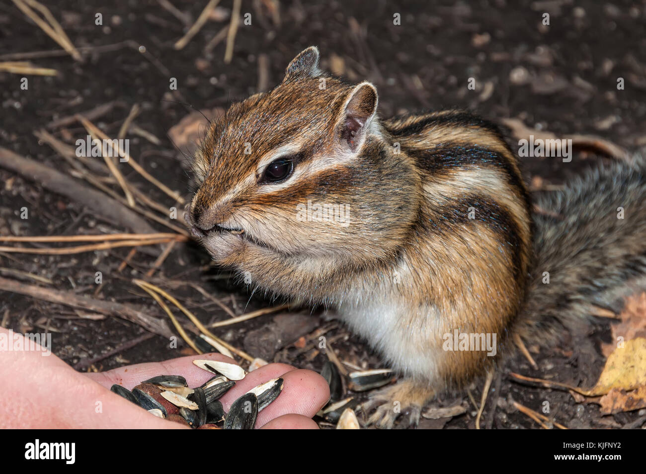 Chipmunk eating nuts hi-res stock photography and images - Alamy