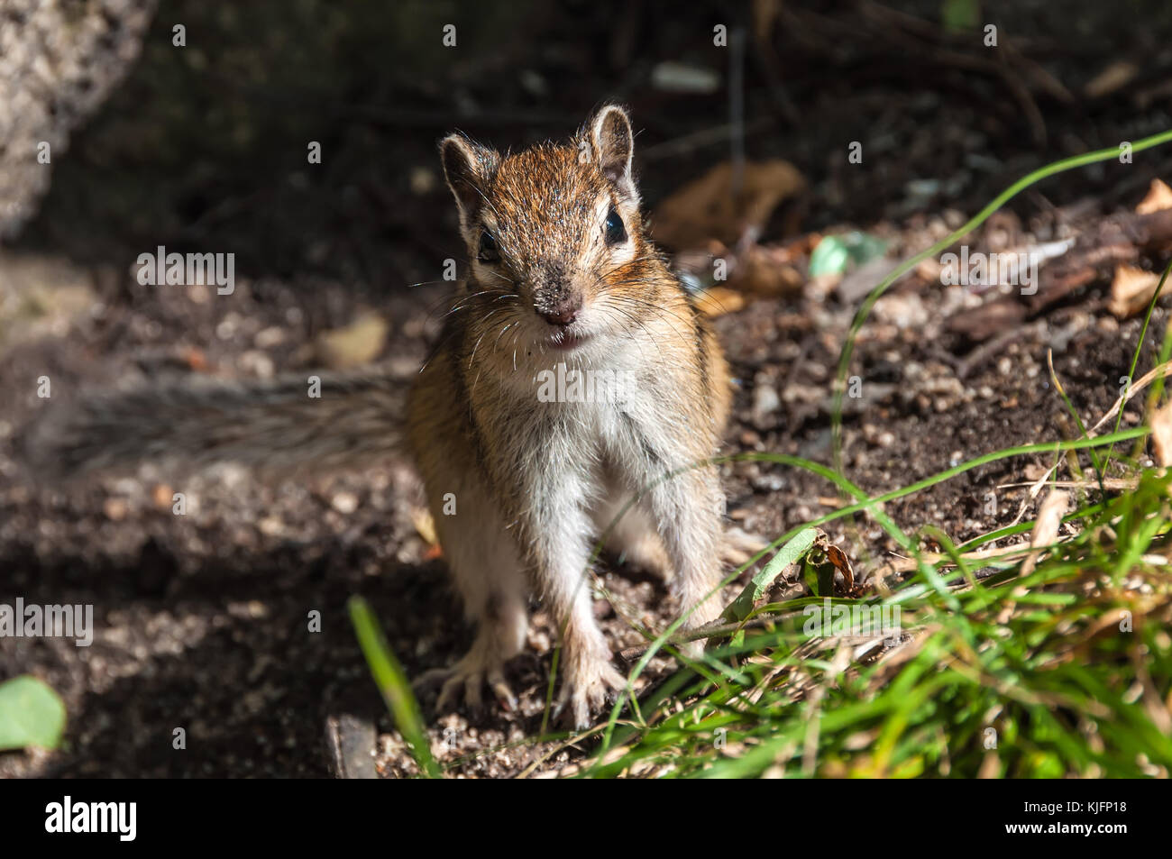Portrait of nice and cute chipmunk closeup Stock Photo - Alamy