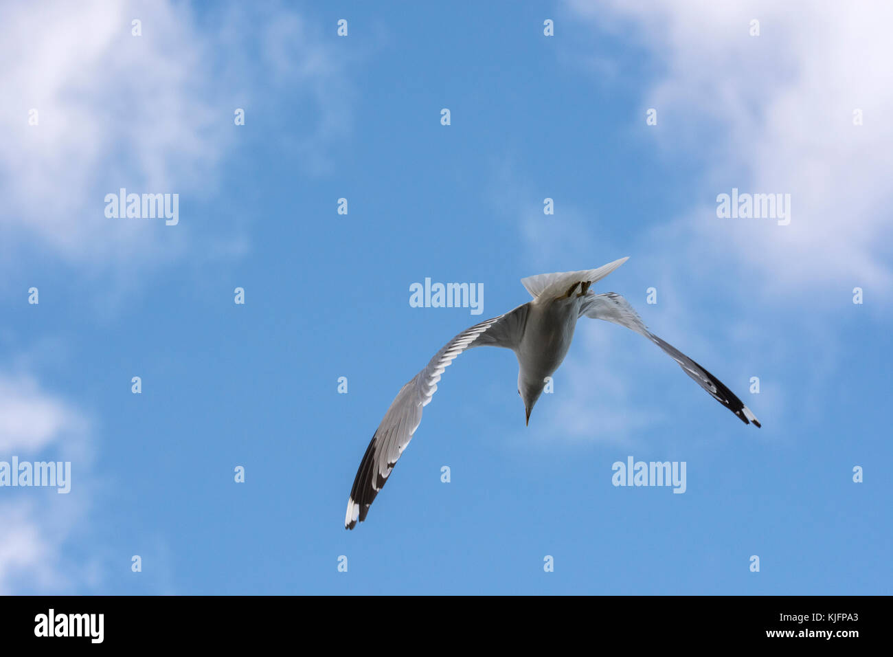 seagull to attack to defend the eggs in Norway Stock Photo - Alamy