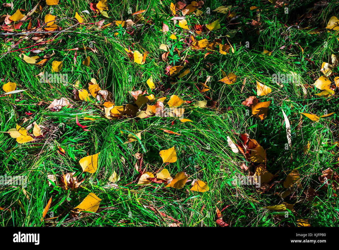 Autumnleavesbackground hi-res stock photography and images - Alamy
