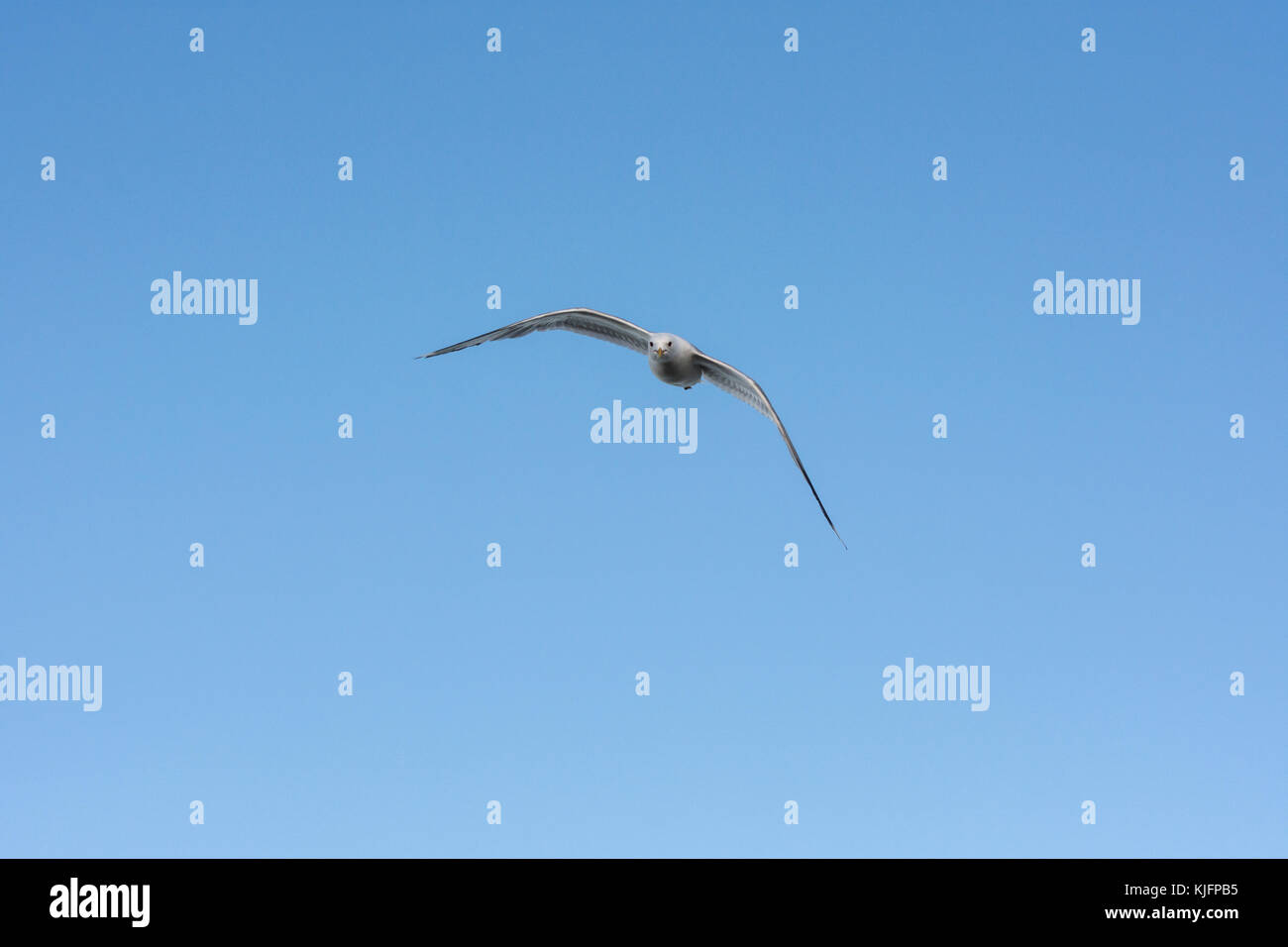 seagull to attack to defend the eggs in Norway Stock Photo - Alamy