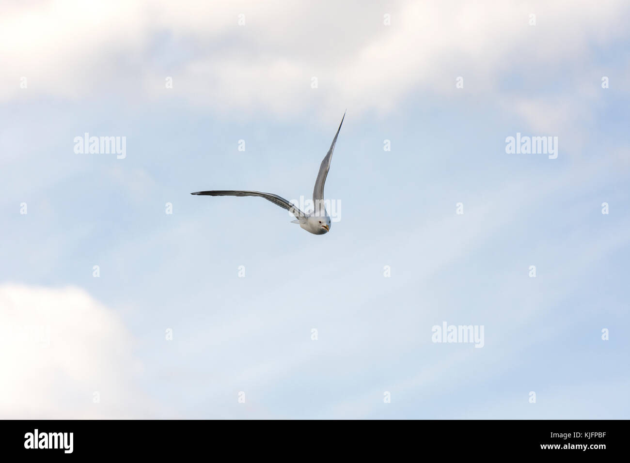 seagull to attack to defend the eggs in Norway Stock Photo - Alamy
