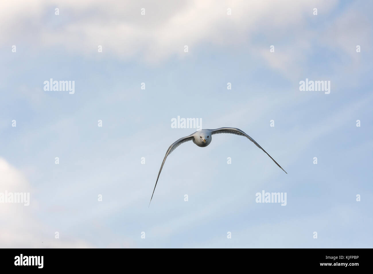 seagull to attack to defend the eggs in Norway Stock Photo - Alamy