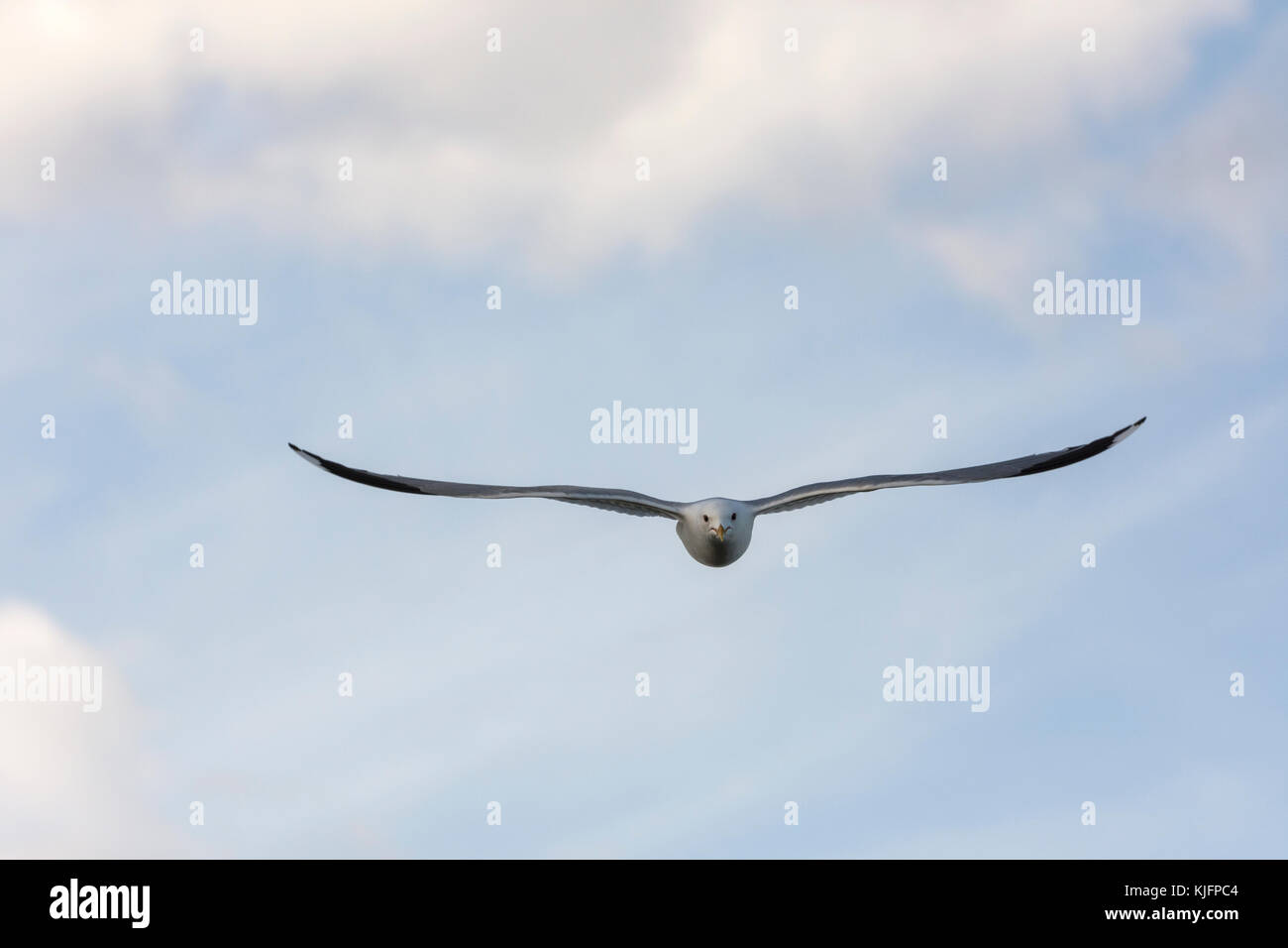 seagull to attack to defend the eggs in Norway Stock Photo - Alamy