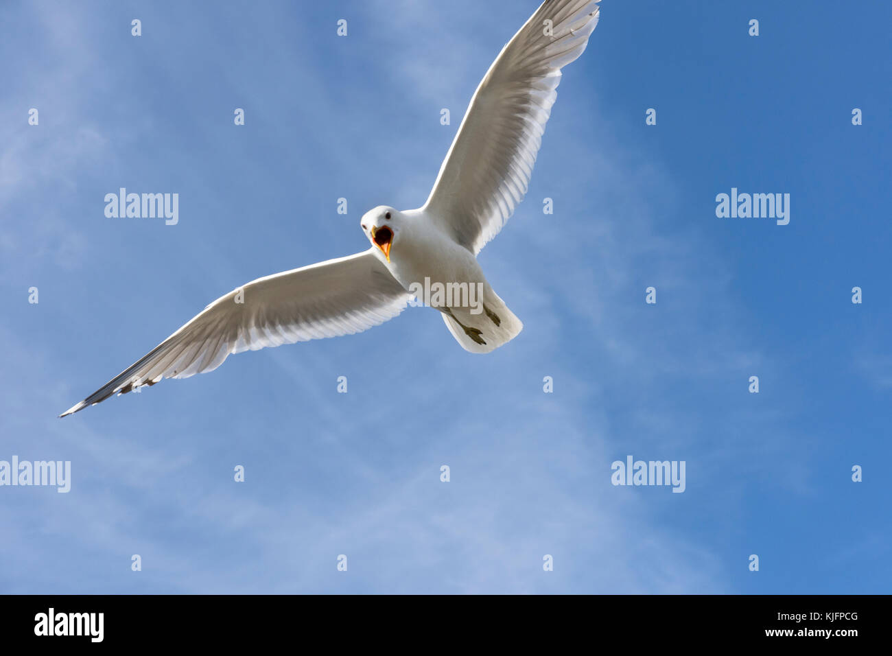 seagull to attack to defend the eggs in Norway Stock Photo - Alamy