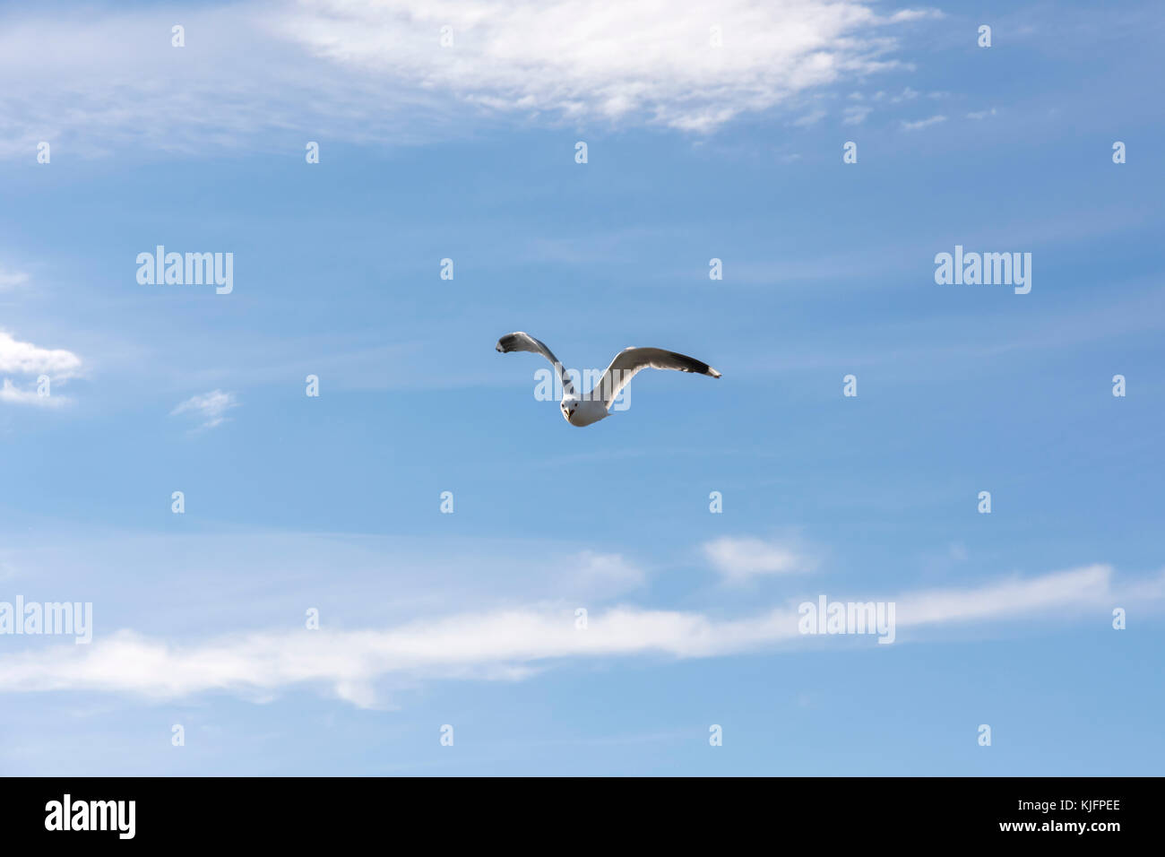 seagull to attack to defend the eggs in Norway Stock Photo - Alamy