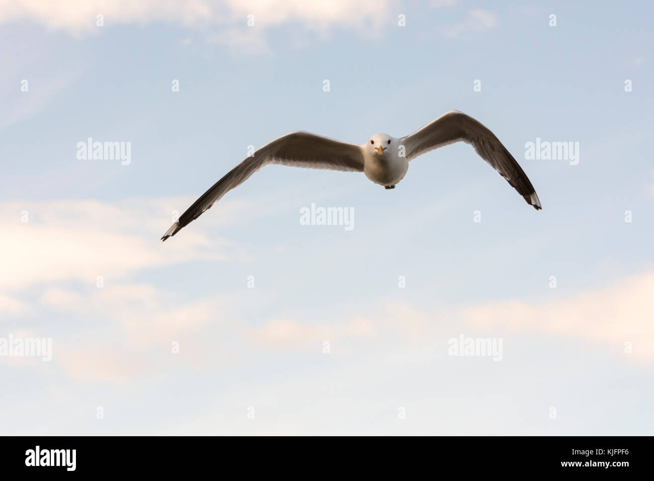 seagull to attack to defend the eggs in Norway Stock Photo - Alamy