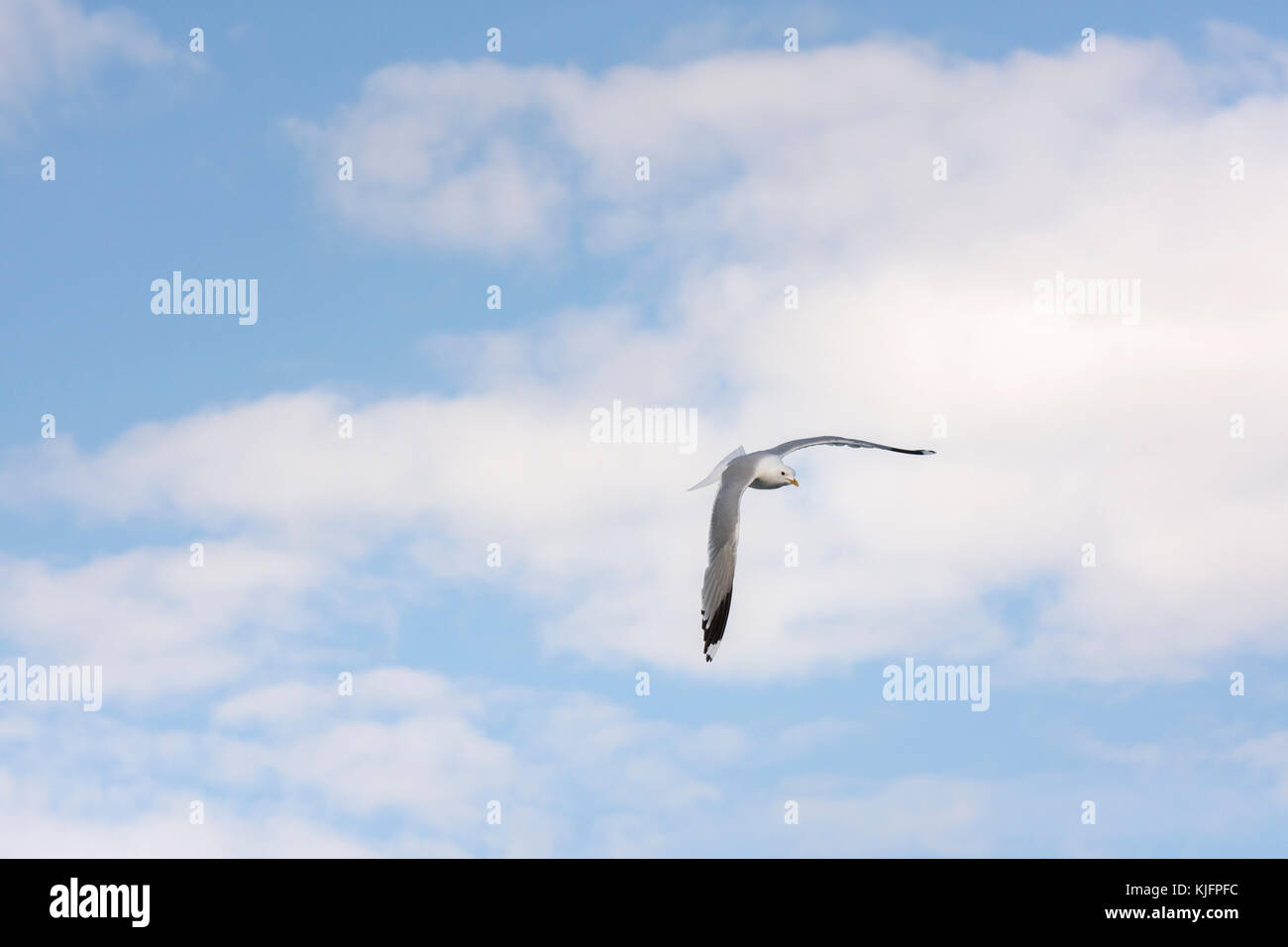 seagull to attack to defend the eggs in Norway Stock Photo - Alamy