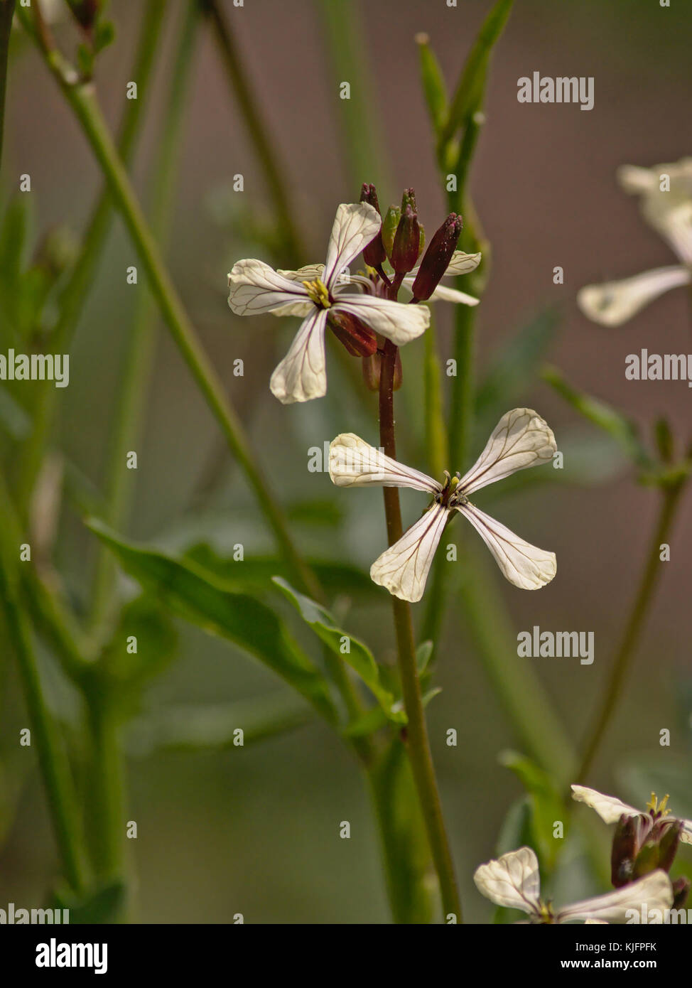 Eruca sativa seeds hi-res stock photography and images - Alamy