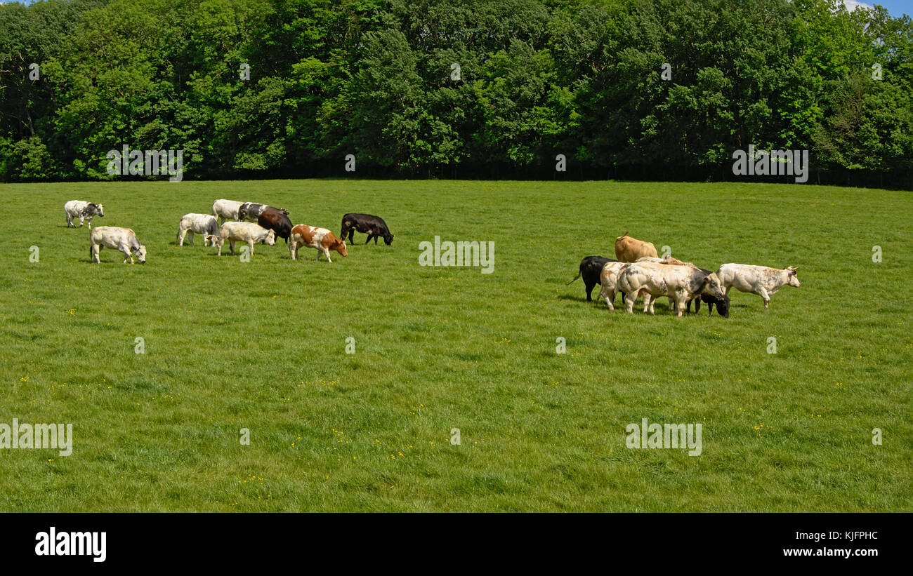 Holstein friesian bull hi-res stock photography and images - Alamy