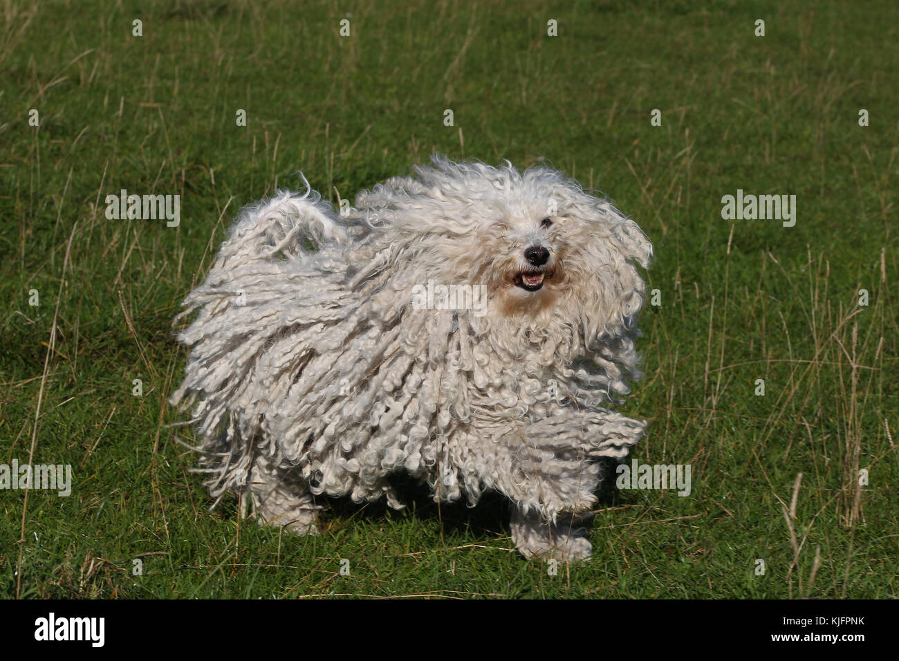 Hungarian Puli Dog High Resolution Stock Photography and Images - Alamy