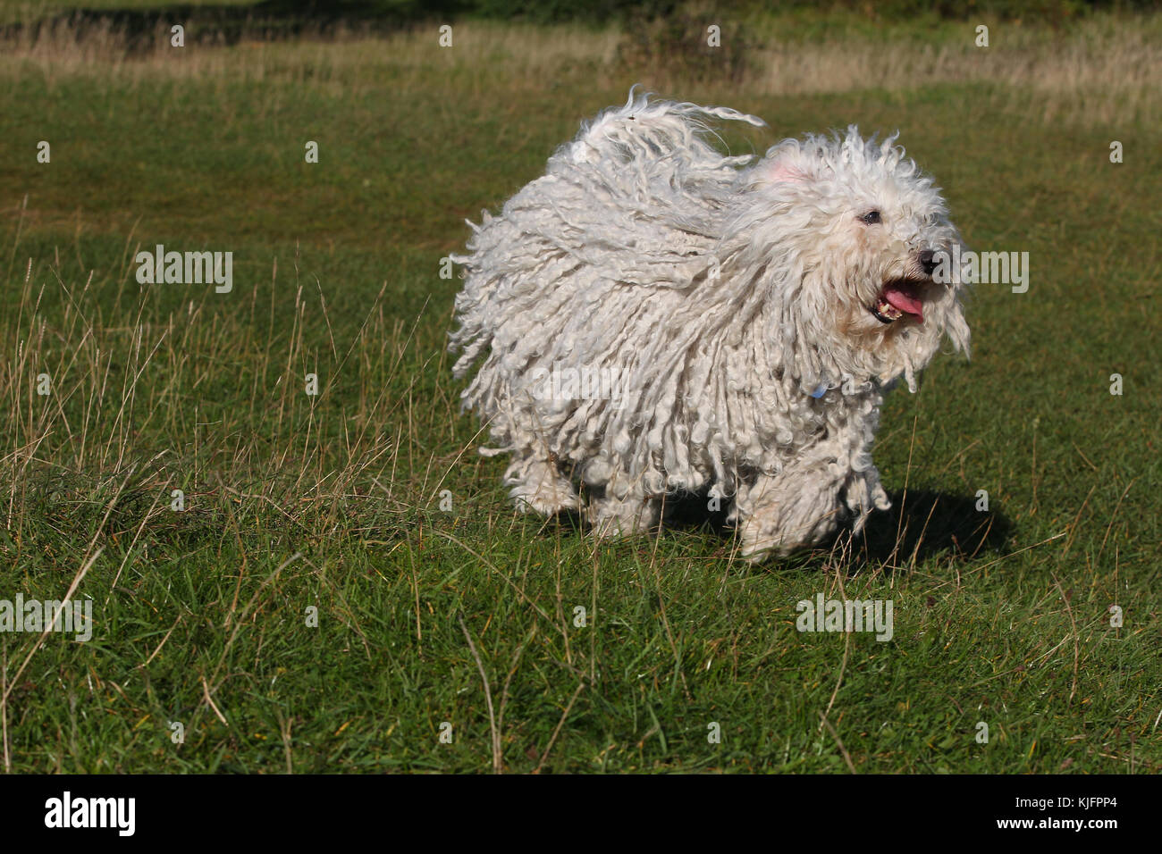 Hungarian Puli Dog High Resolution Stock Photography and Images - Alamy