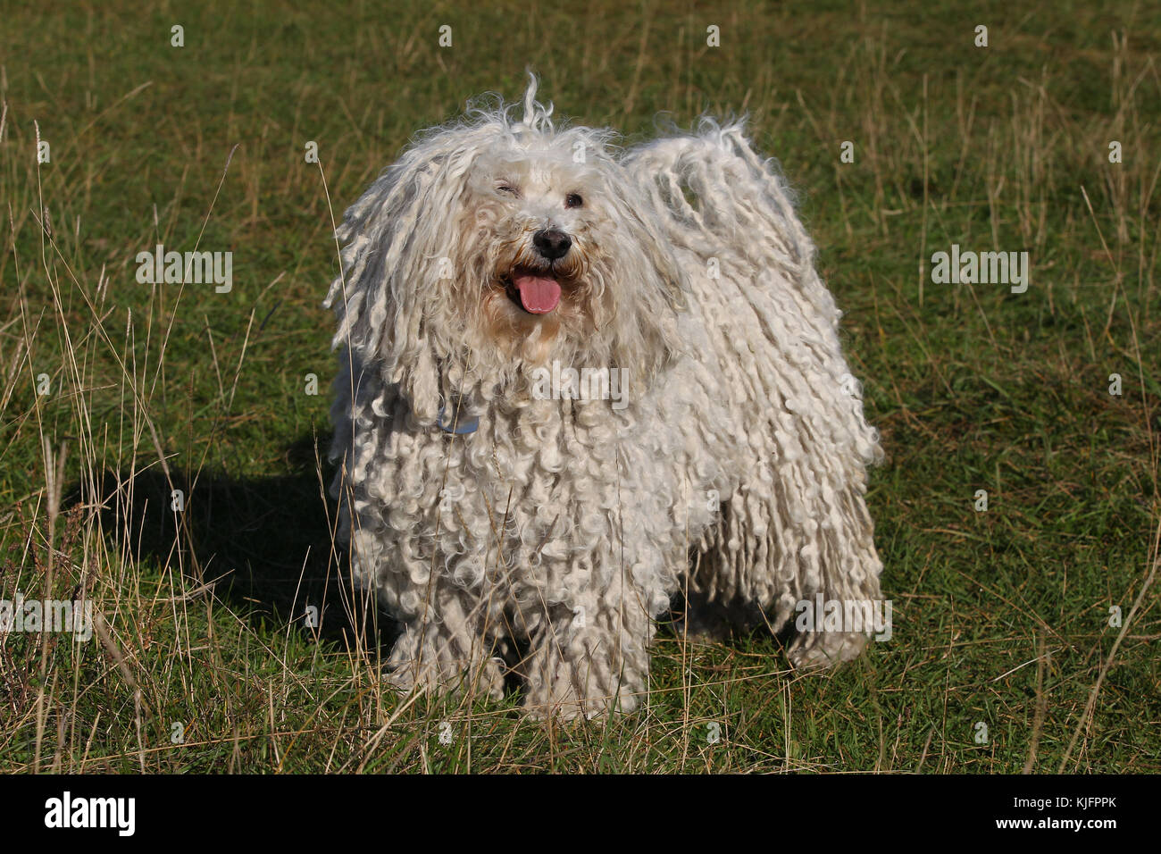 Hungarian Puli Dog High Resolution Stock Photography and Images - Alamy