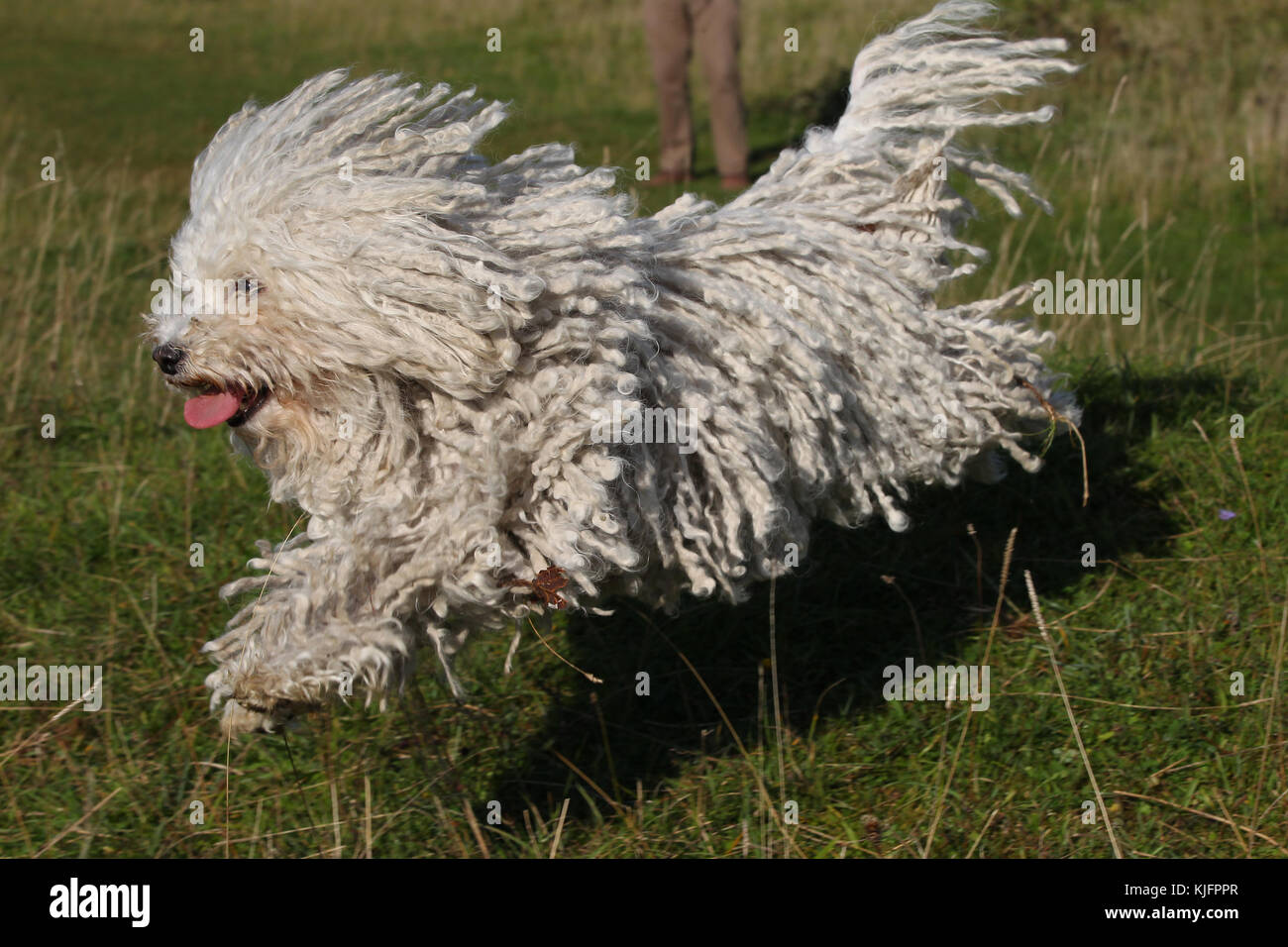 Puli Hungarian Water Dog High Resolution Stock Photography and Images ...