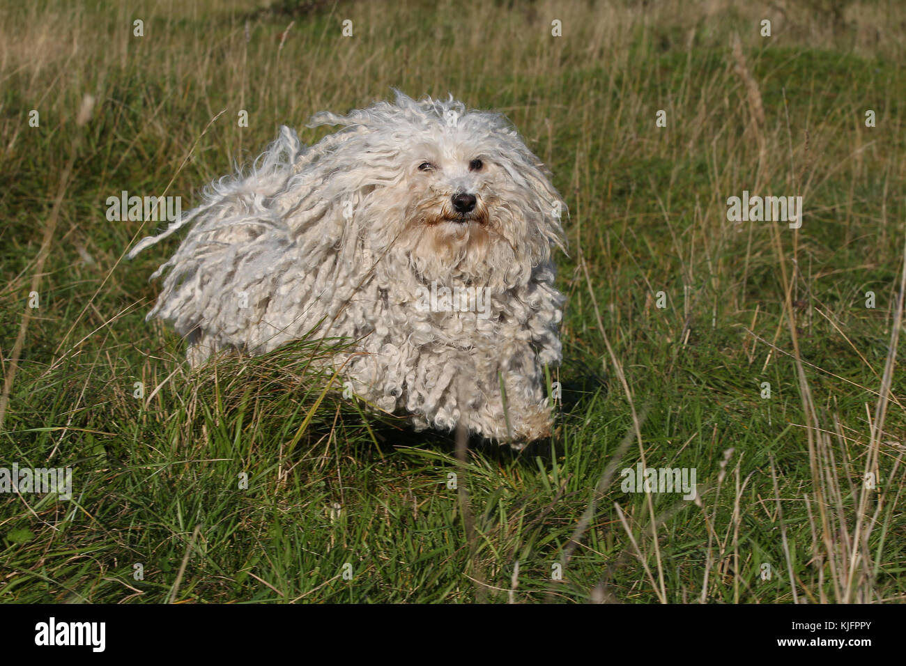 Hungarian Puli Dog High Resolution Stock Photography and Images - Alamy