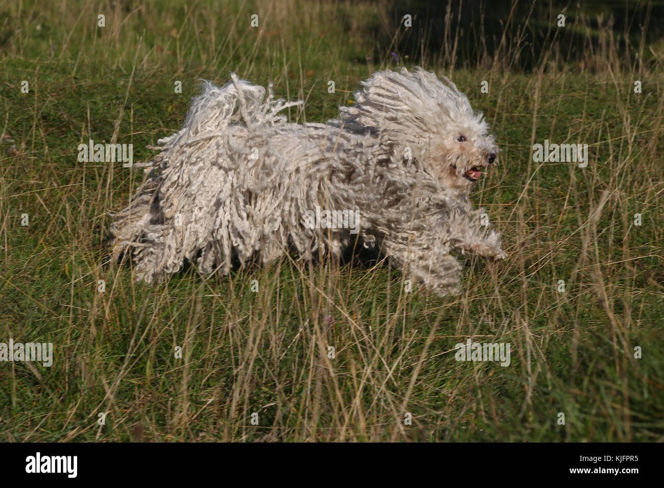 Hungarian Puli Dog High Resolution Stock Photography and Images - Alamy
