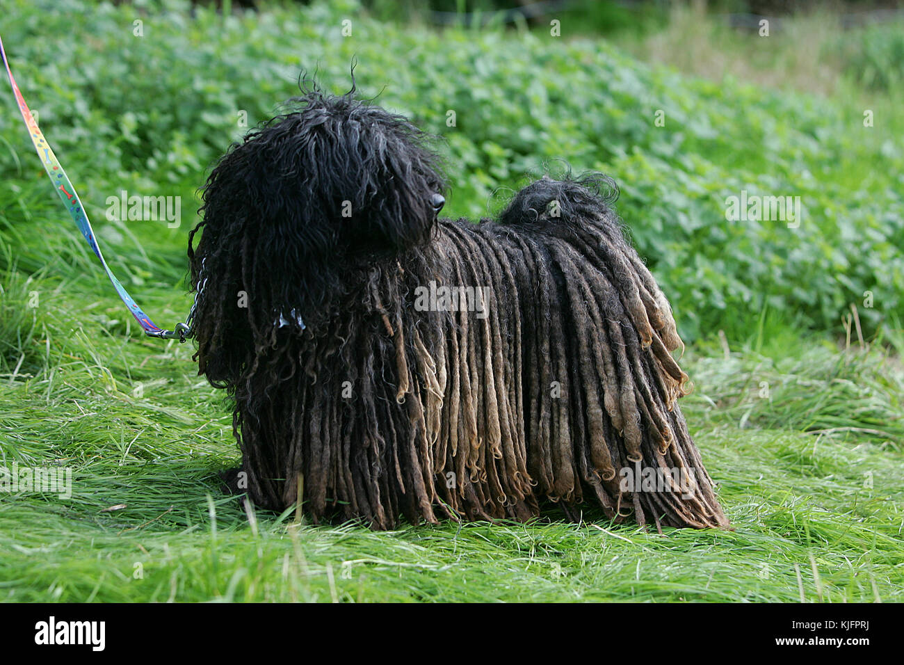 Puli hungarian water dog hi-res stock photography and images - Alamy