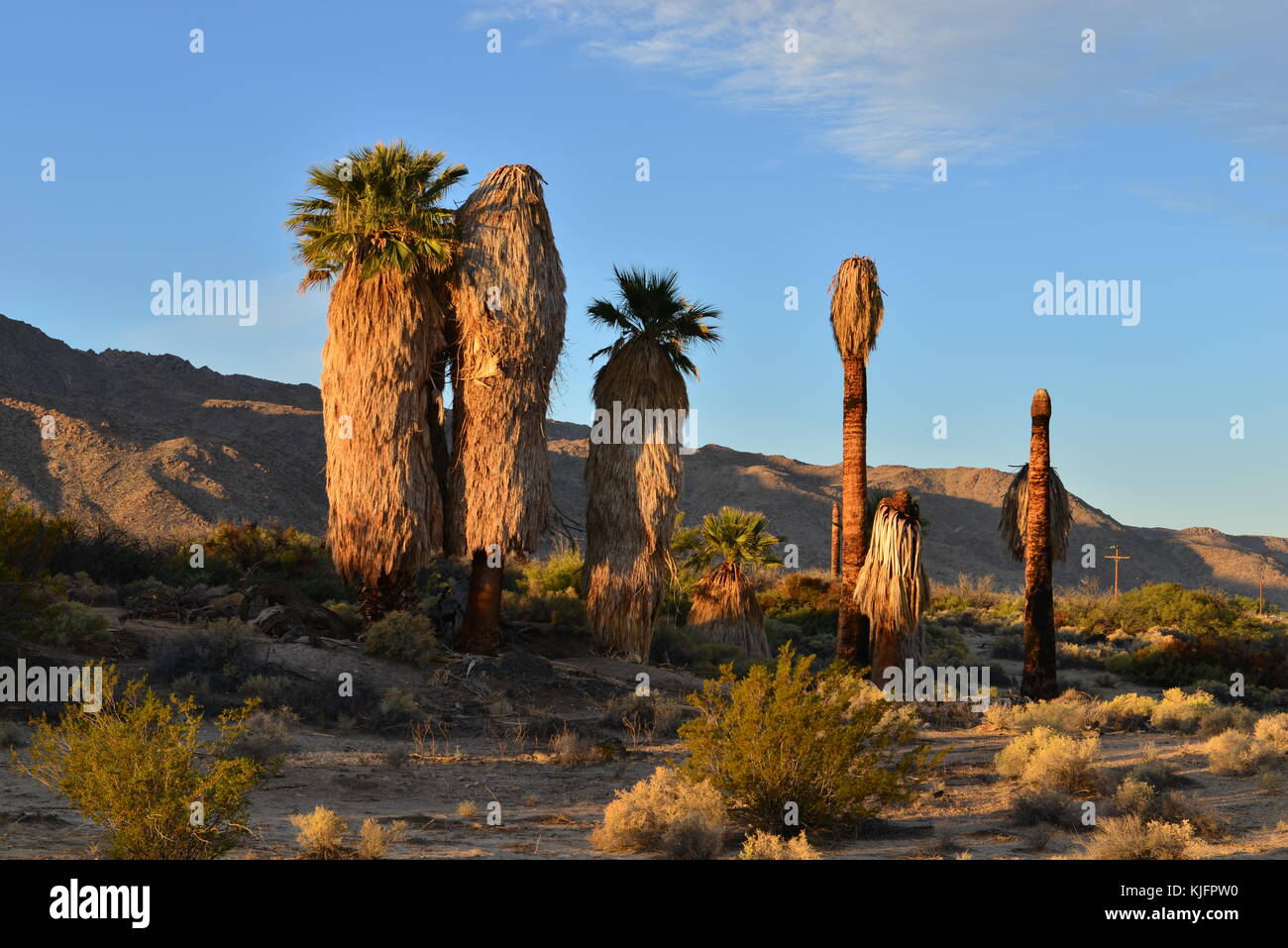 Mojave Yucca trees at the Joshua National park Stock Photo - Alamy